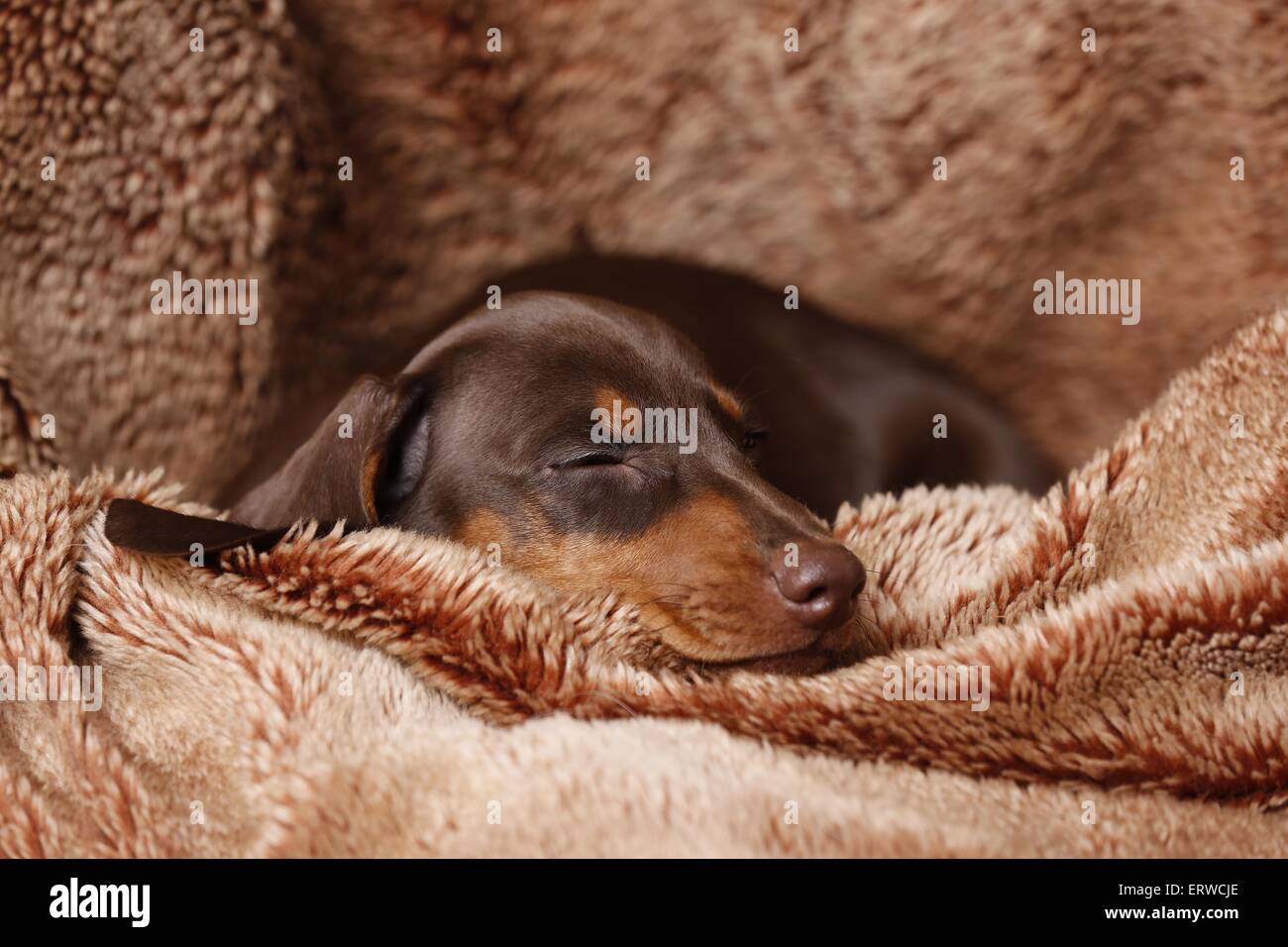 Dozing puppy hi-res stock photography and images - Alamy