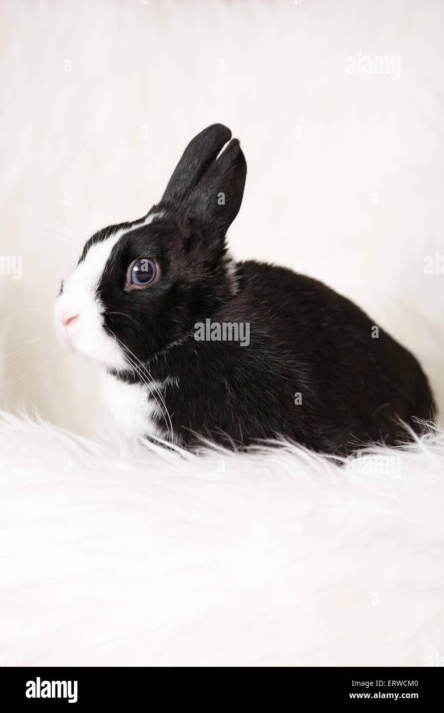 Adult rabbits High Resolution Stock Photography and Images - Alamy