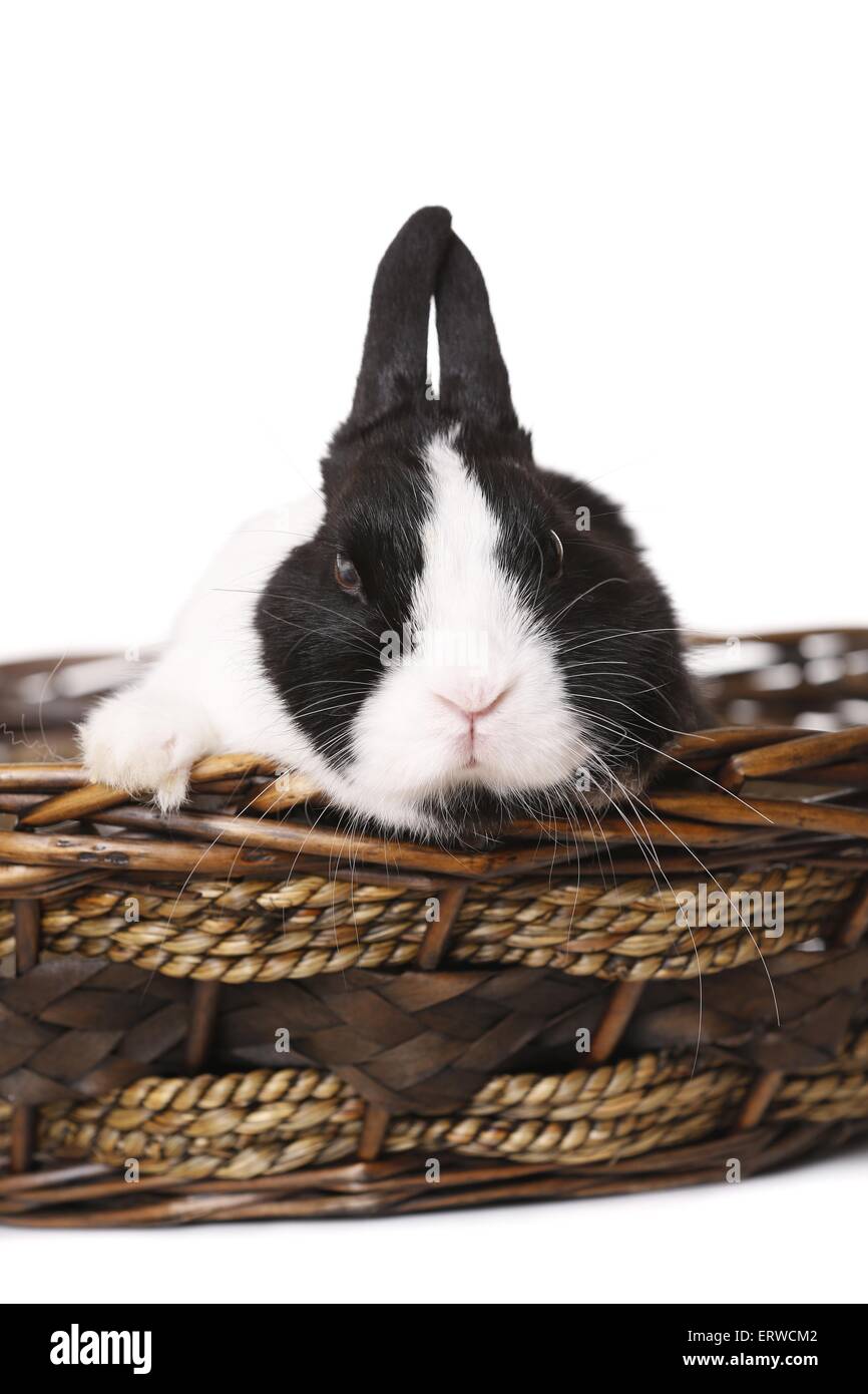 Adult rabbits hi-res stock photography and images - Alamy