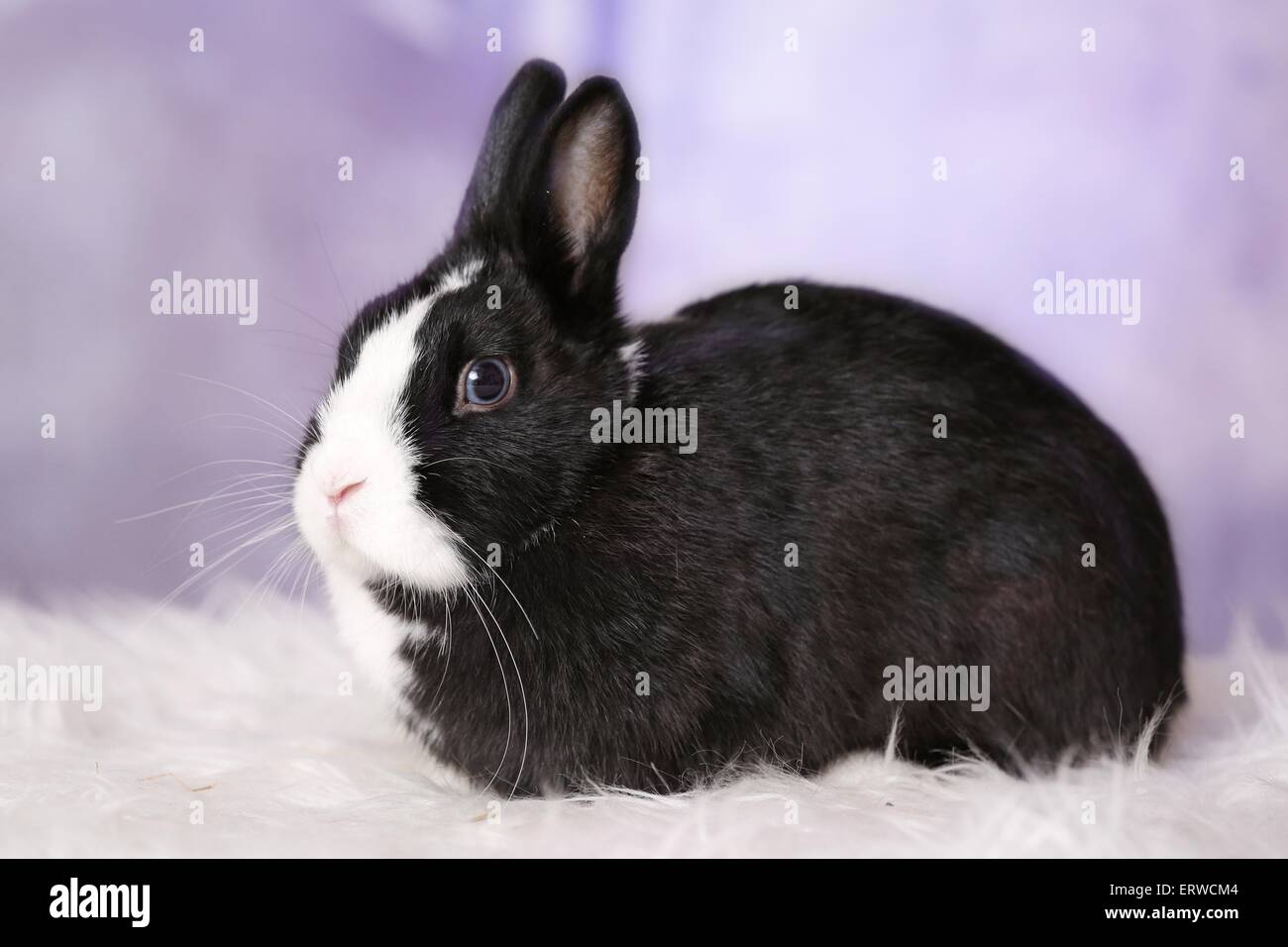 Black rabbits two little black hi-res stock photography and images - Alamy