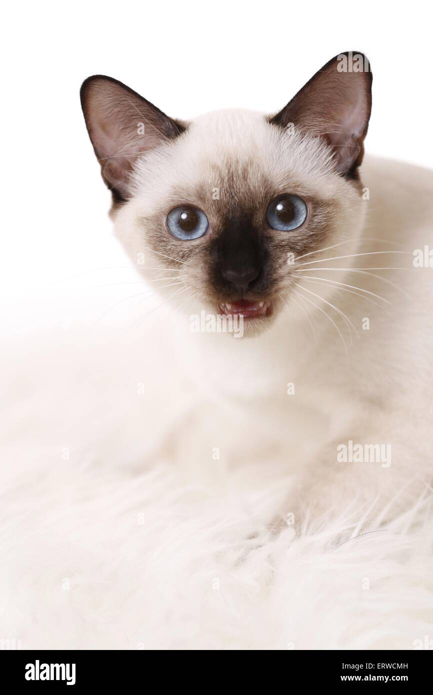 Mewing kitty hi-res stock photography and images - Alamy
