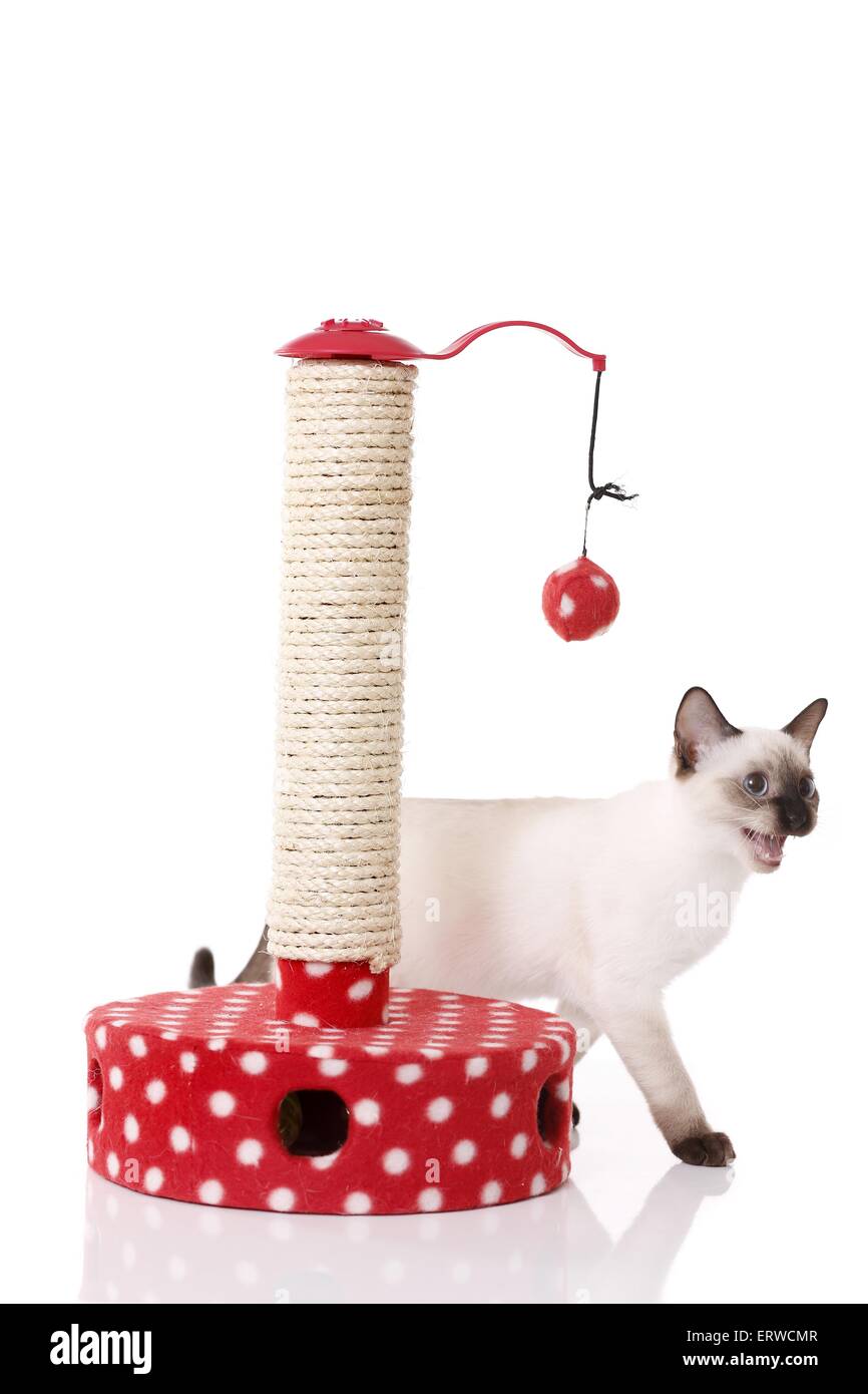 Mewing hi-res stock photography and images - Alamy