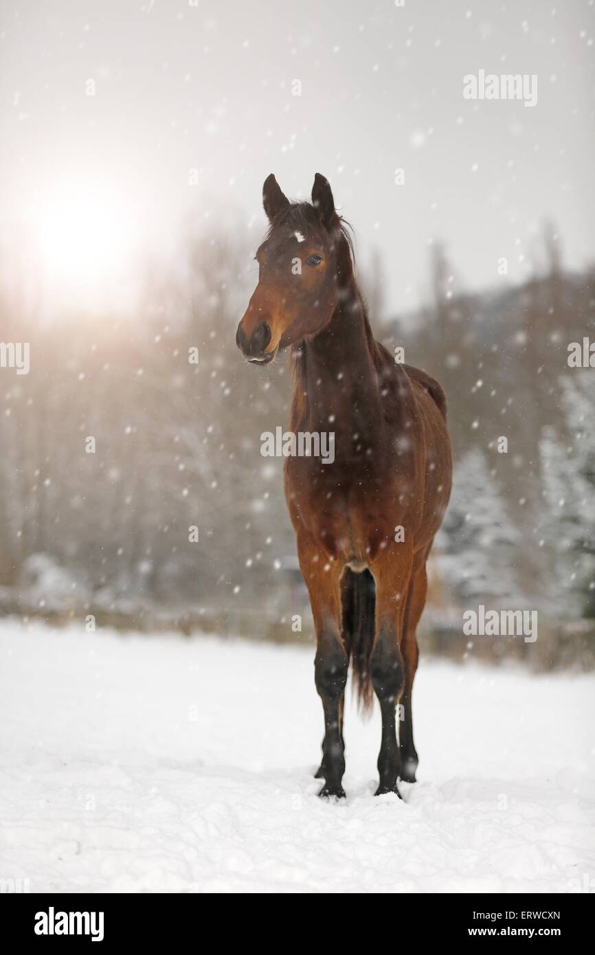 German horse hi-res stock photography and images - Alamy