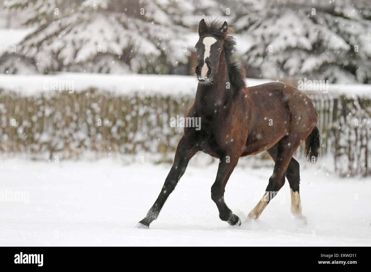 Foals snow hi-res stock photography and images - Alamy