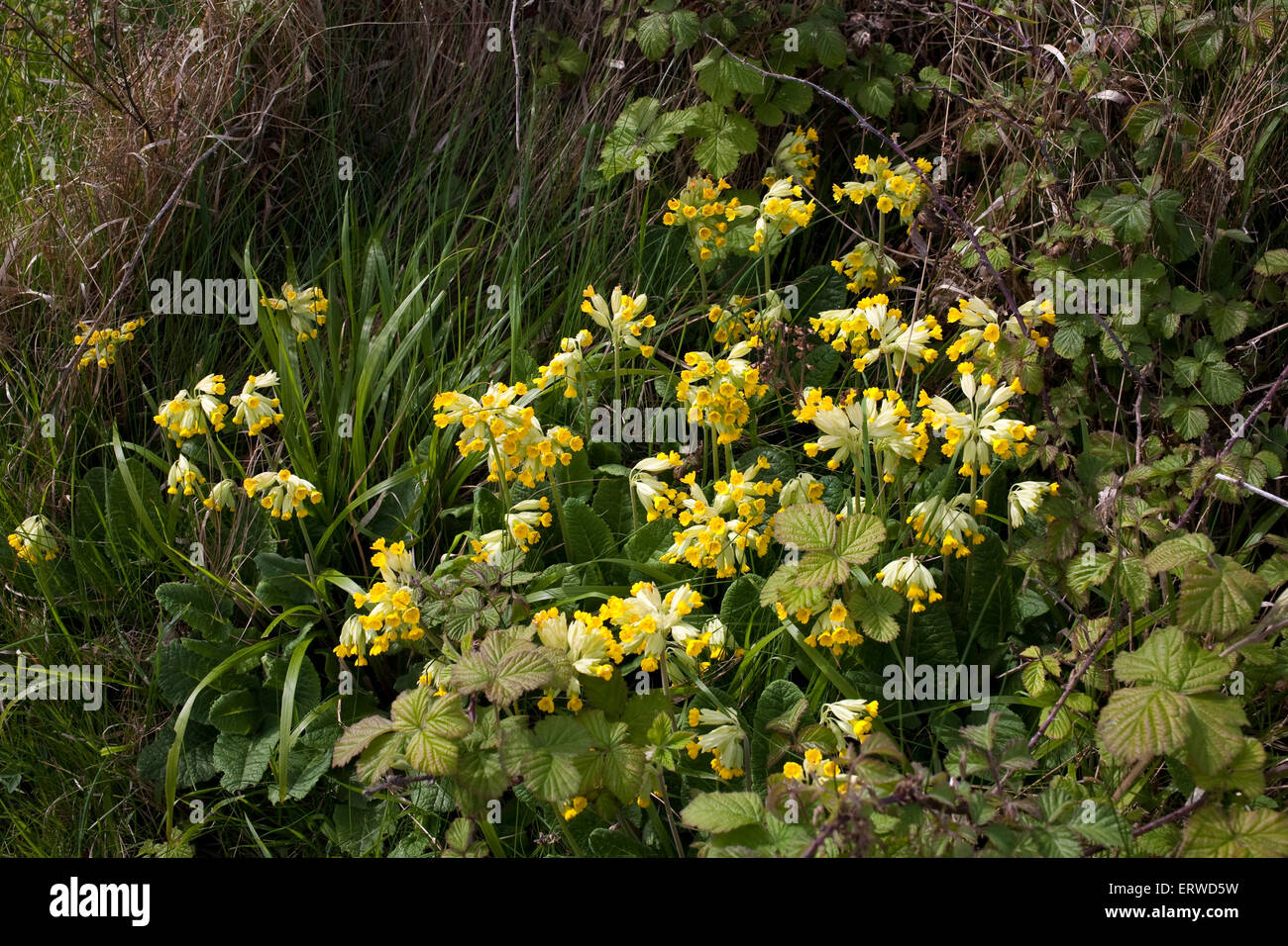 cowslips growing in their environment amongst grass and brambles Stock ...