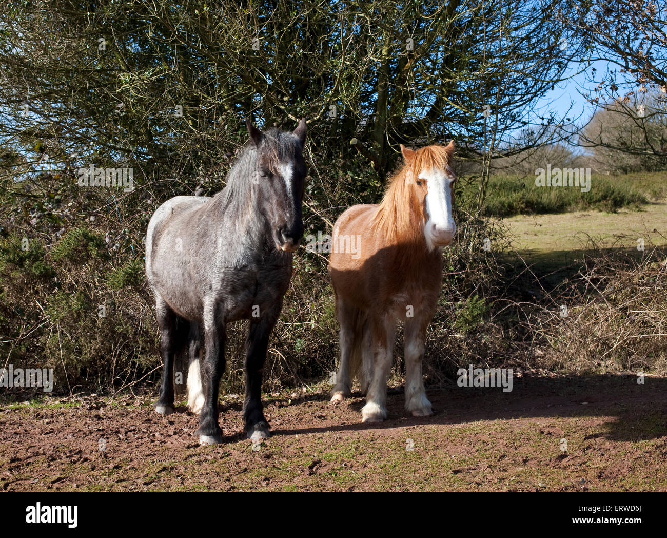 pair of Exmoor ponies enjoying the sunshine in the Quantock hills Stock ...