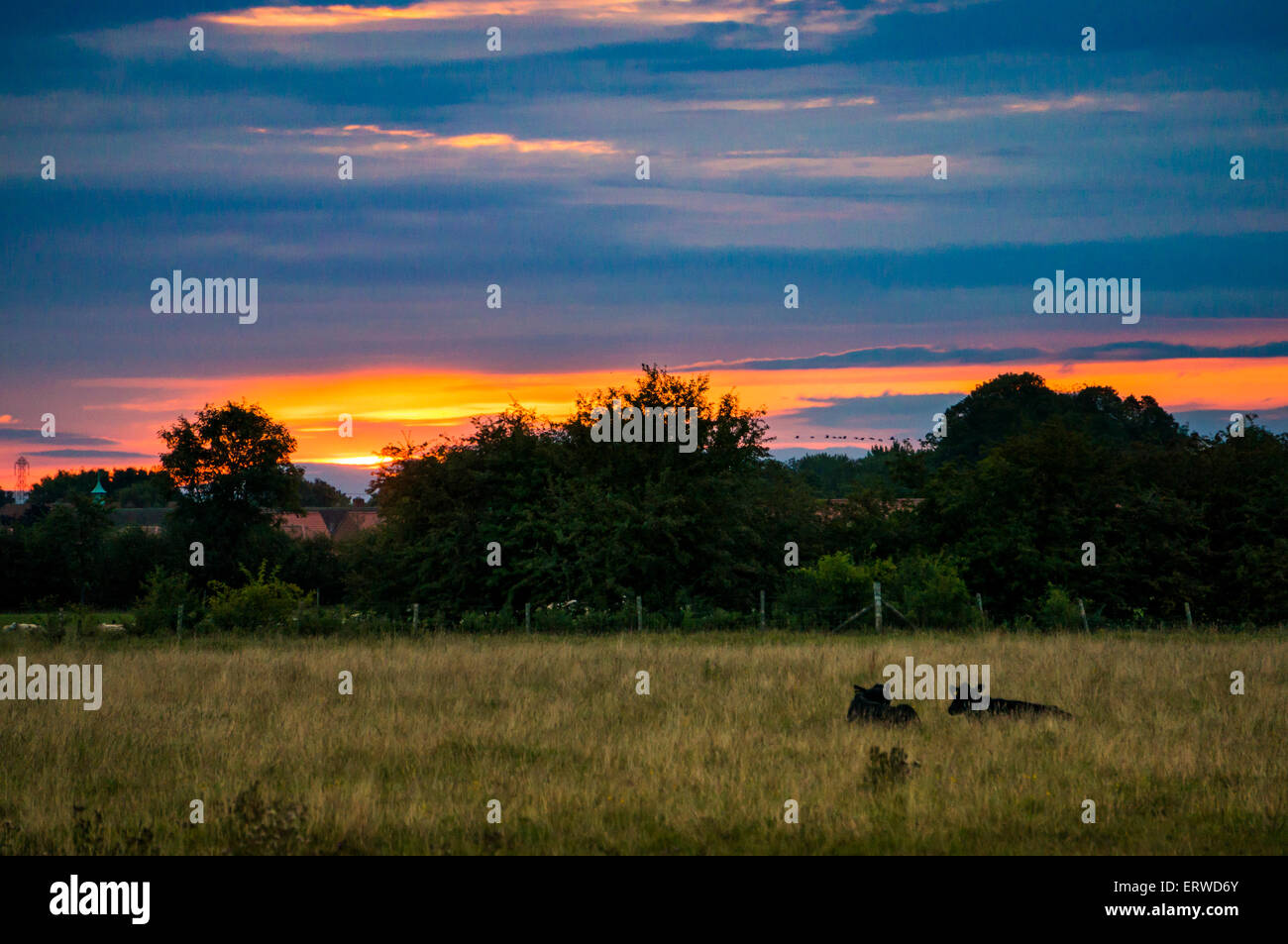 Cows enjoying the sunset Stock Photo - Alamy