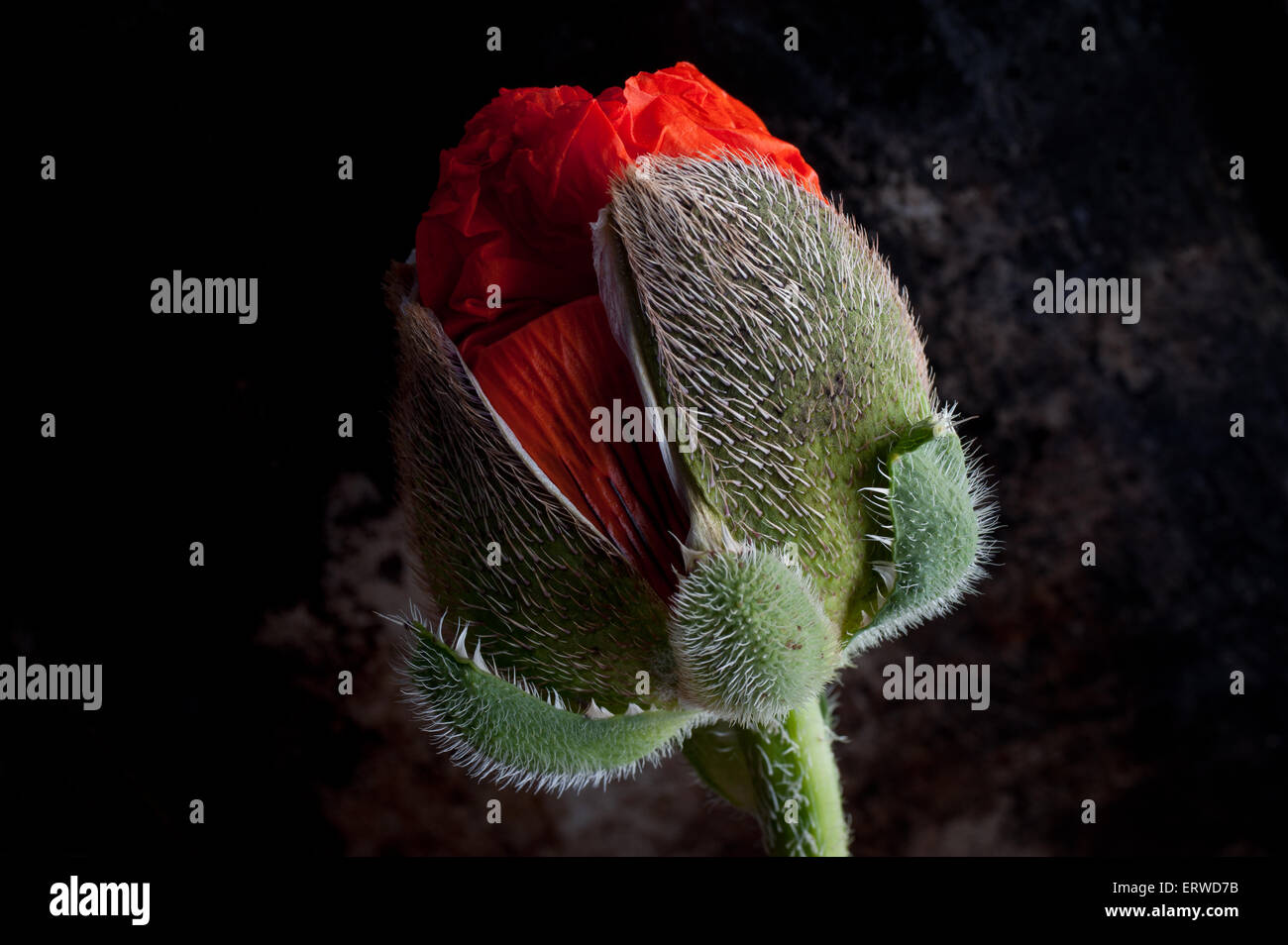Giant Poppy just opening into bloom Stock Photo - Alamy
