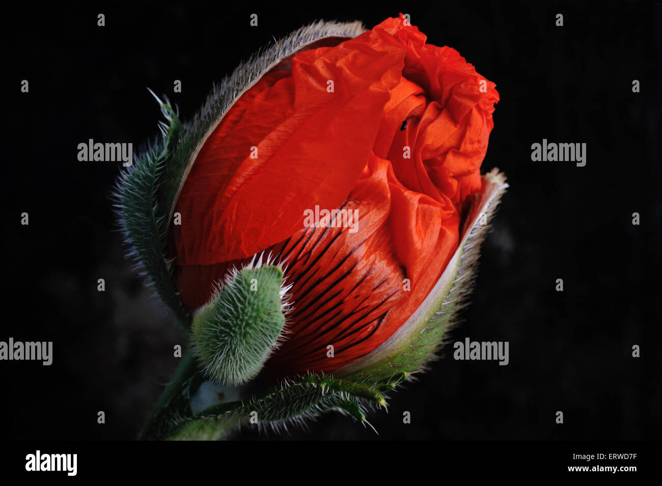 Giant Poppy just opening into bloom Stock Photo - Alamy