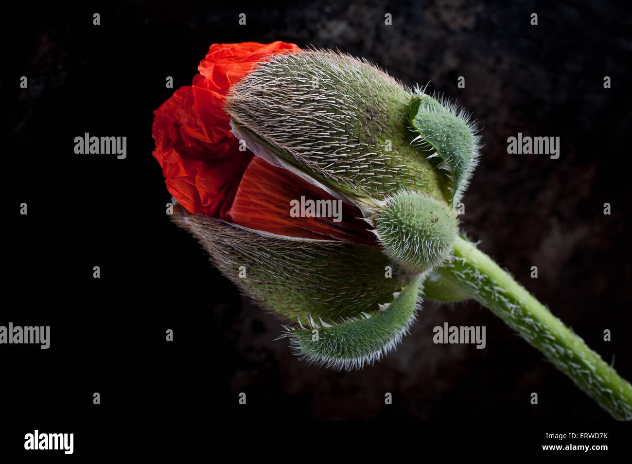 Giant Poppy just opening into bloom Stock Photo - Alamy