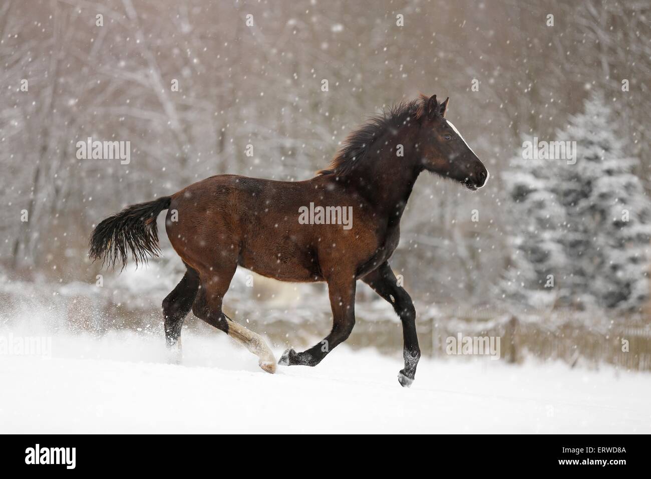 Foals snow hi-res stock photography and images - Alamy