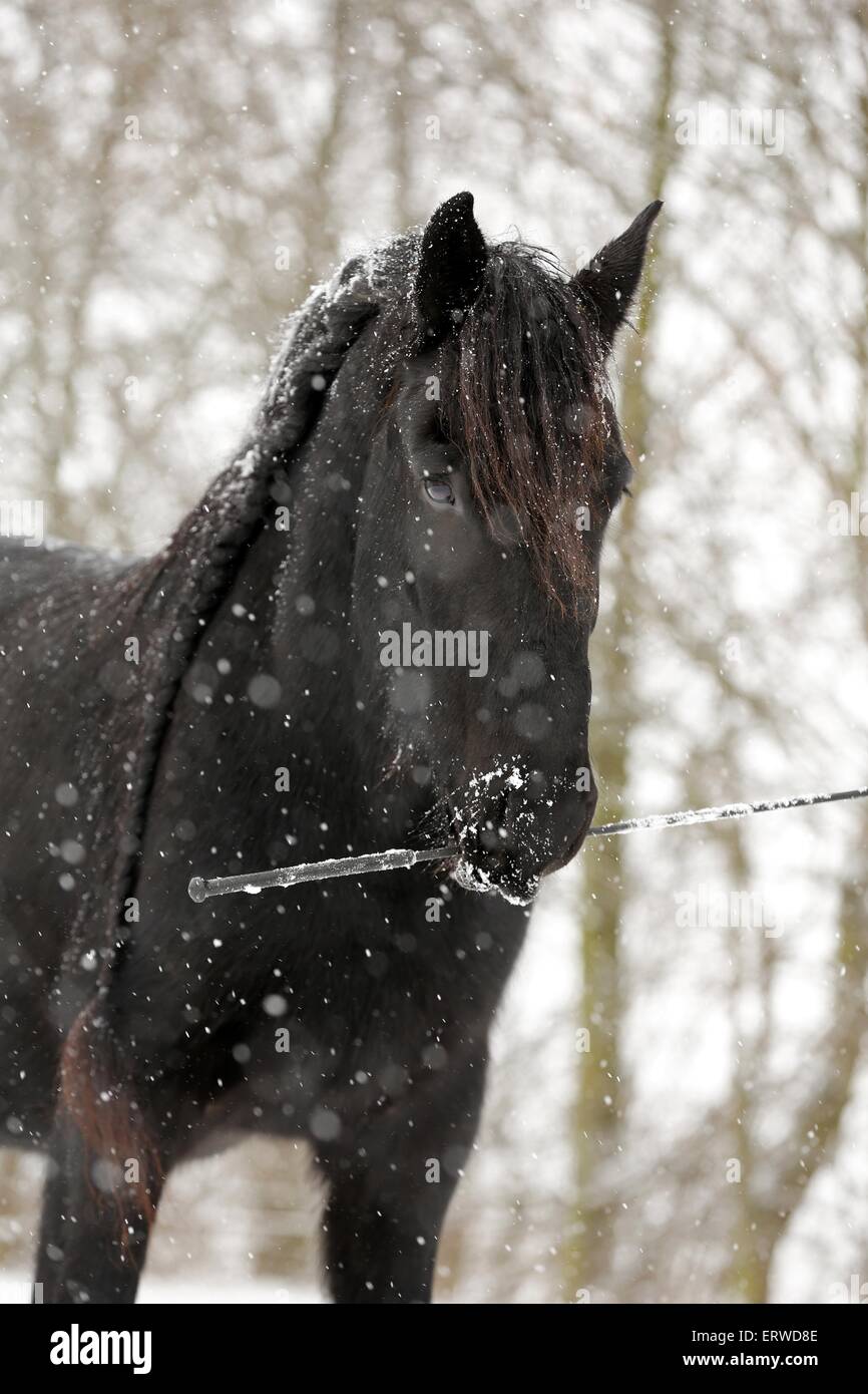 Friesian horse snow winter hi-res stock photography and images - Alamy