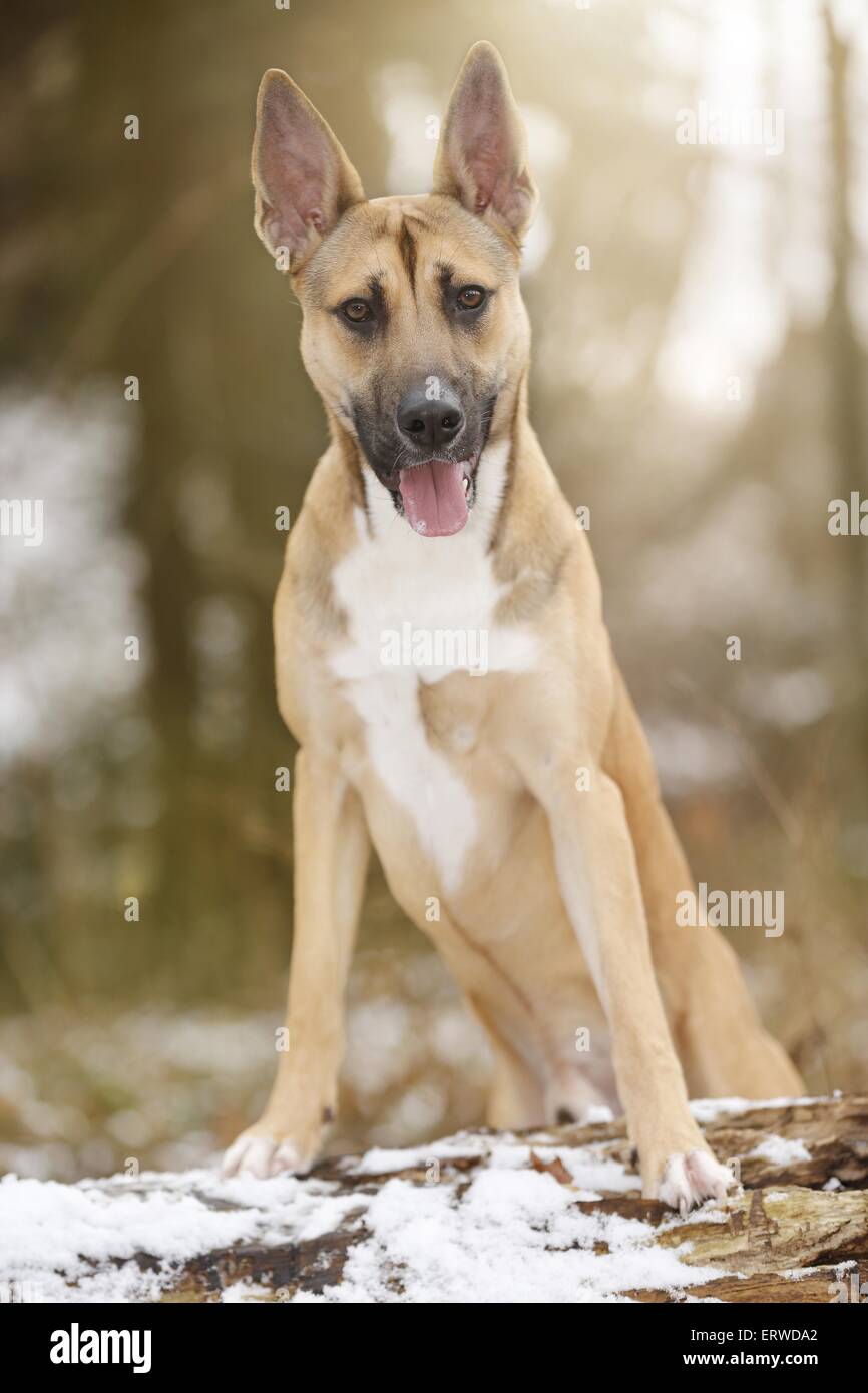 Malinois cross hi-res stock photography and images - Alamy