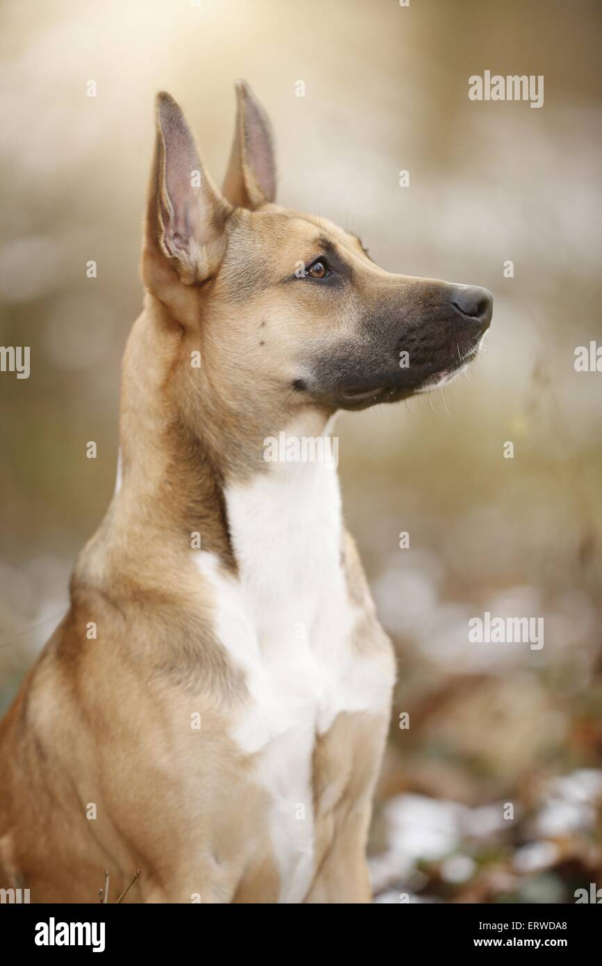 Malinois cross hi-res stock photography and images - Alamy