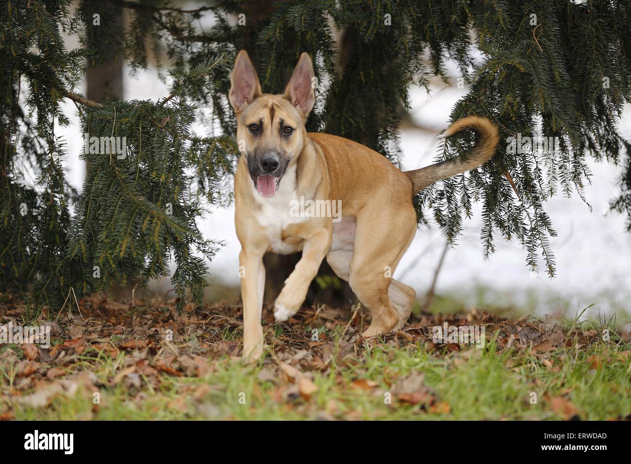 Dog moving trot hi-res stock photography and images - Alamy