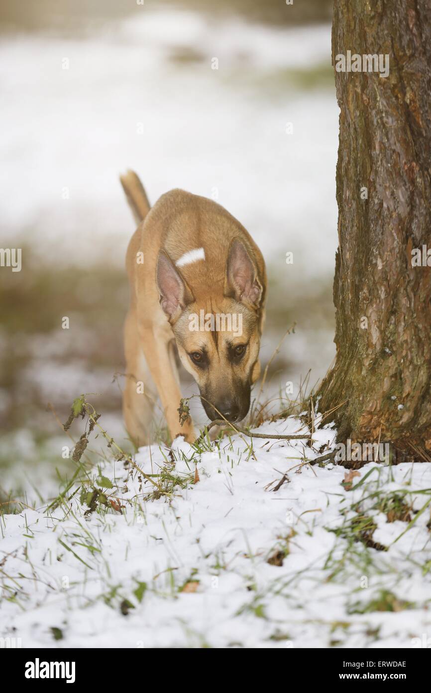 Dog snuff hi-res stock photography and images - Alamy