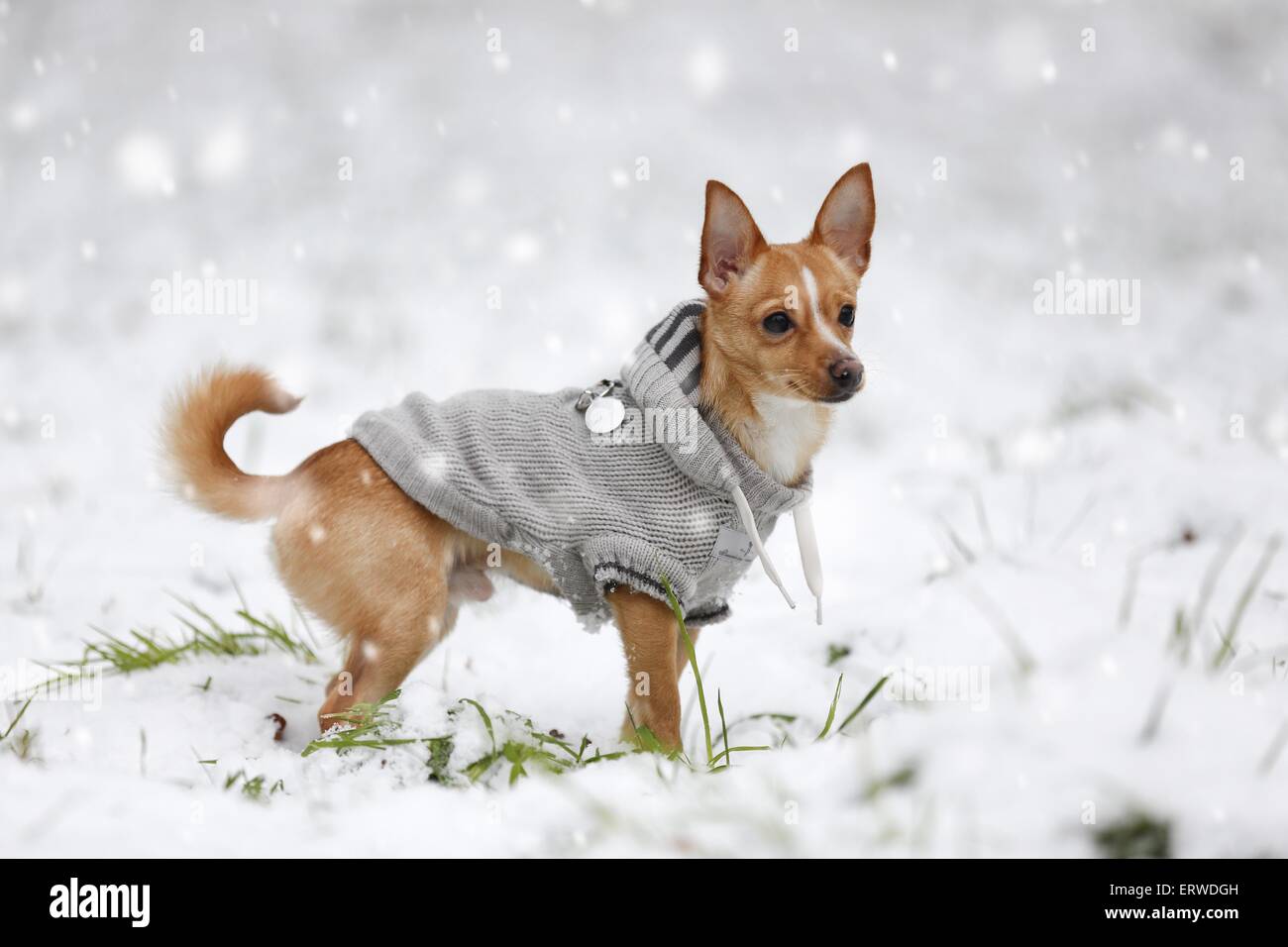 Male dog in snow hi-res stock photography and images - Alamy