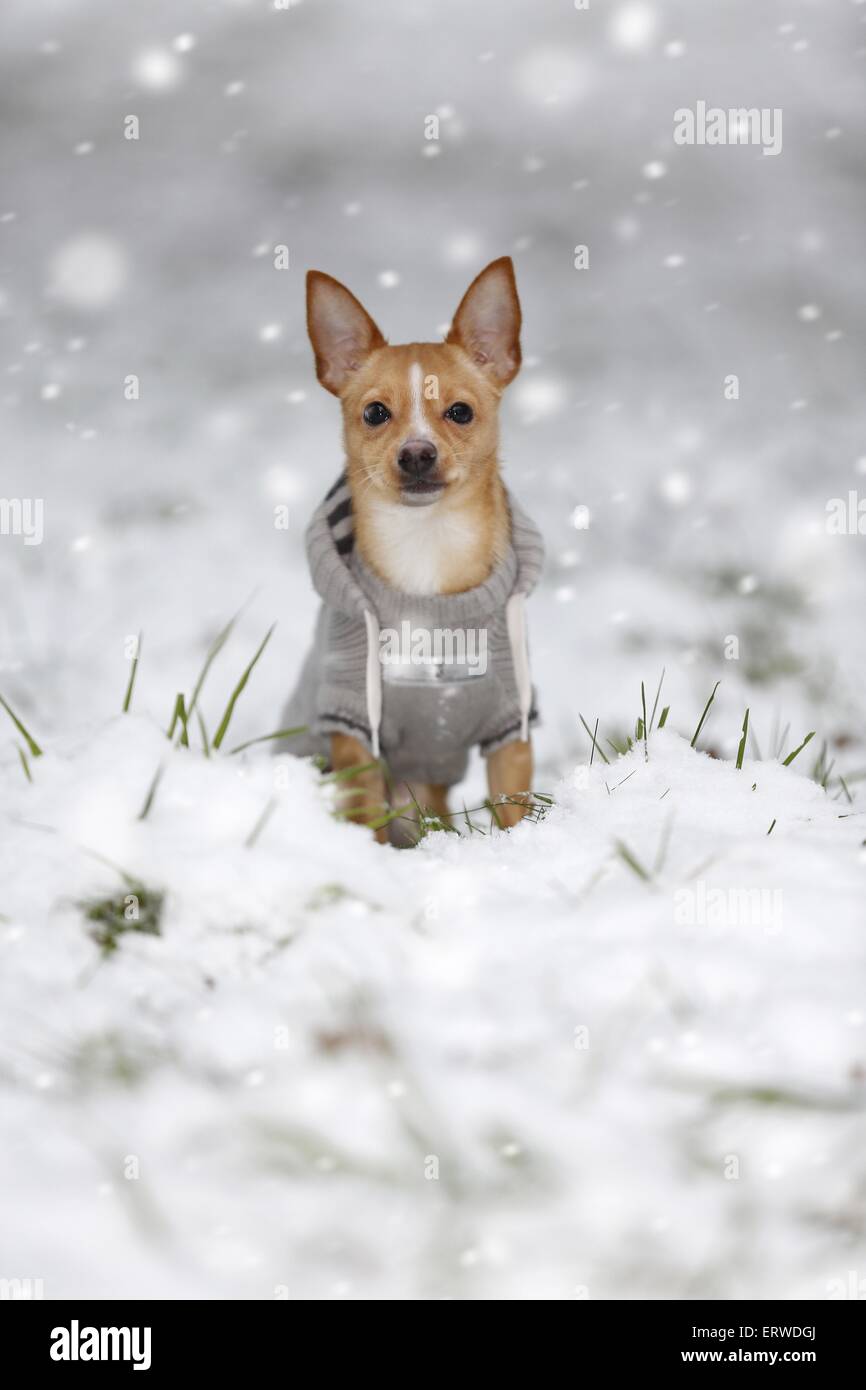 dog in driving snow Stock Photo - Alamy