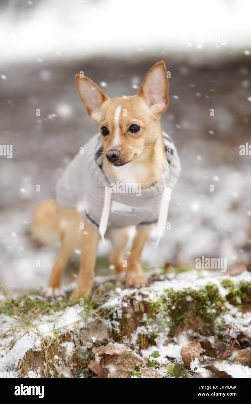 dog in driving snow Stock Photo - Alamy