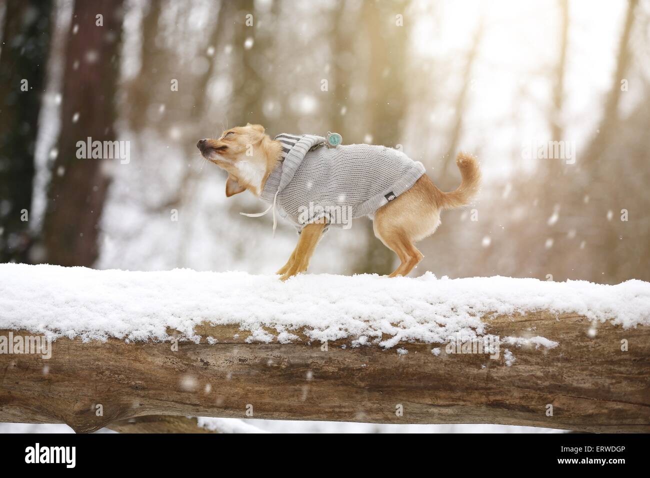 dog in driving snow Stock Photo - Alamy
