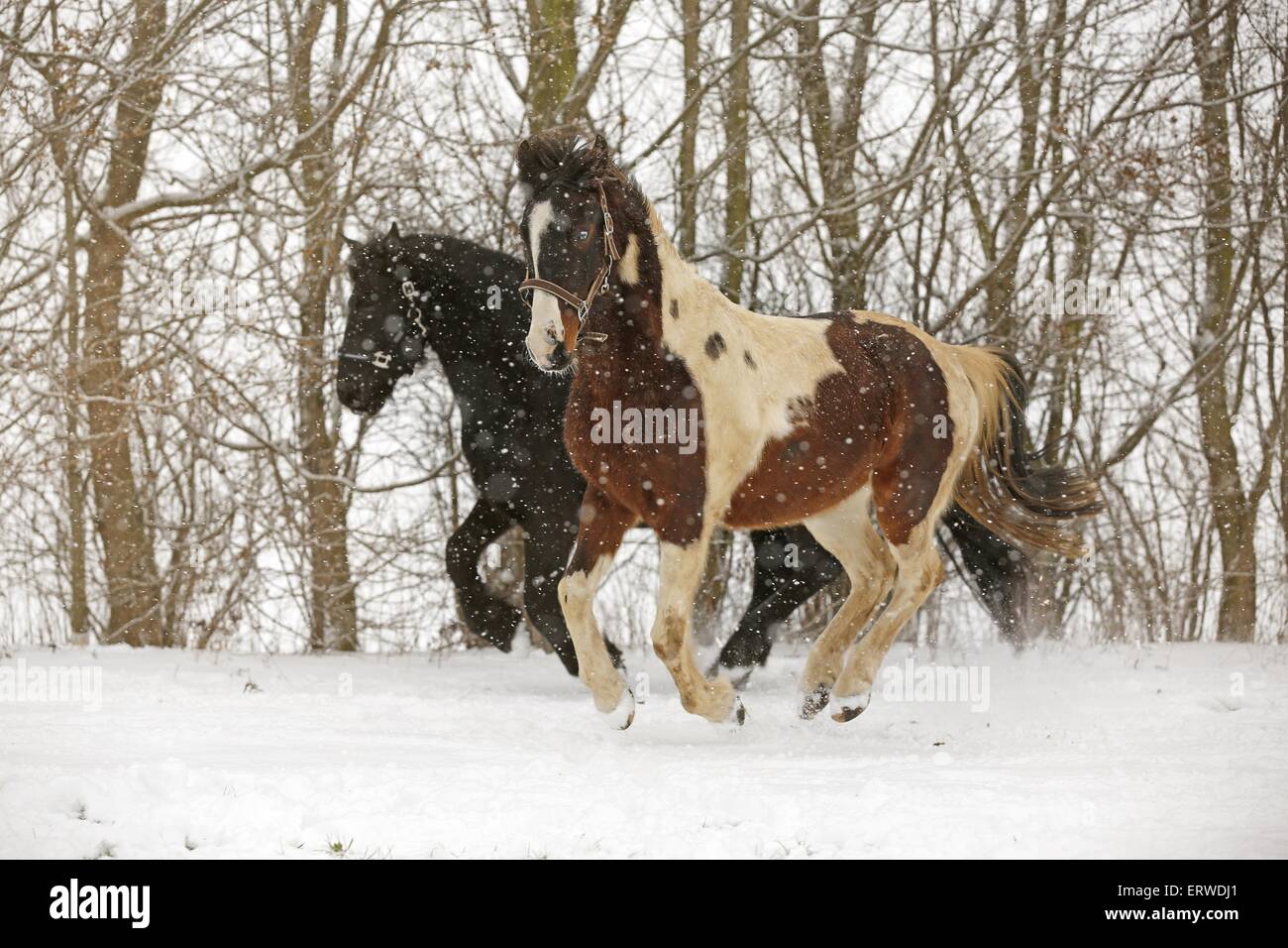 Skewbald horse hi-res stock photography and images - Alamy
