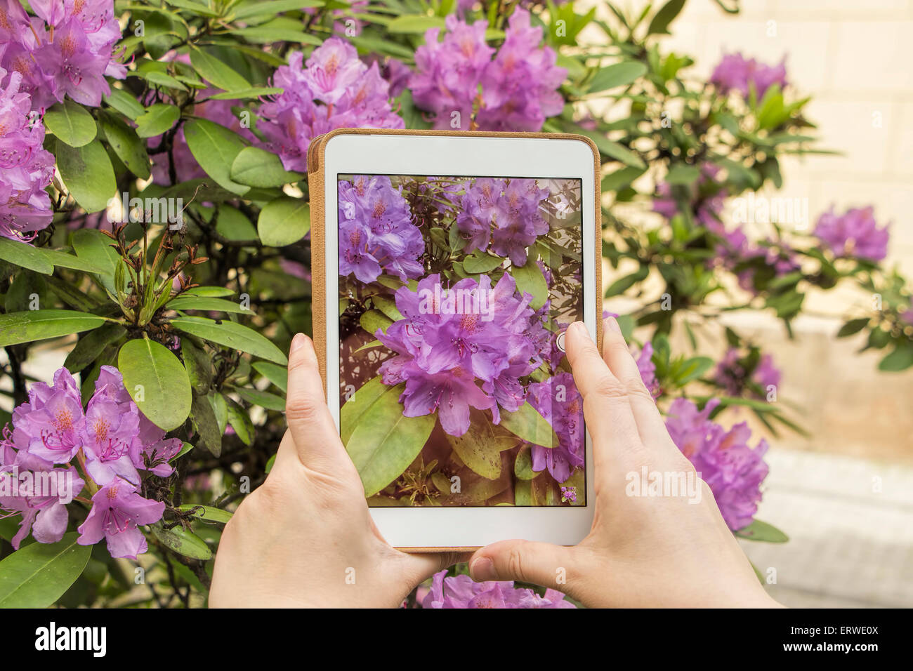 Taking snapshot of purple flowers with a tablet Stock Photo - Alamy