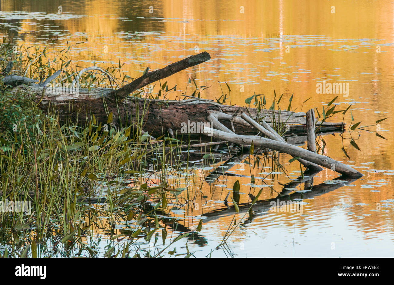 Dead vegetation hi-res stock photography and images - Alamy