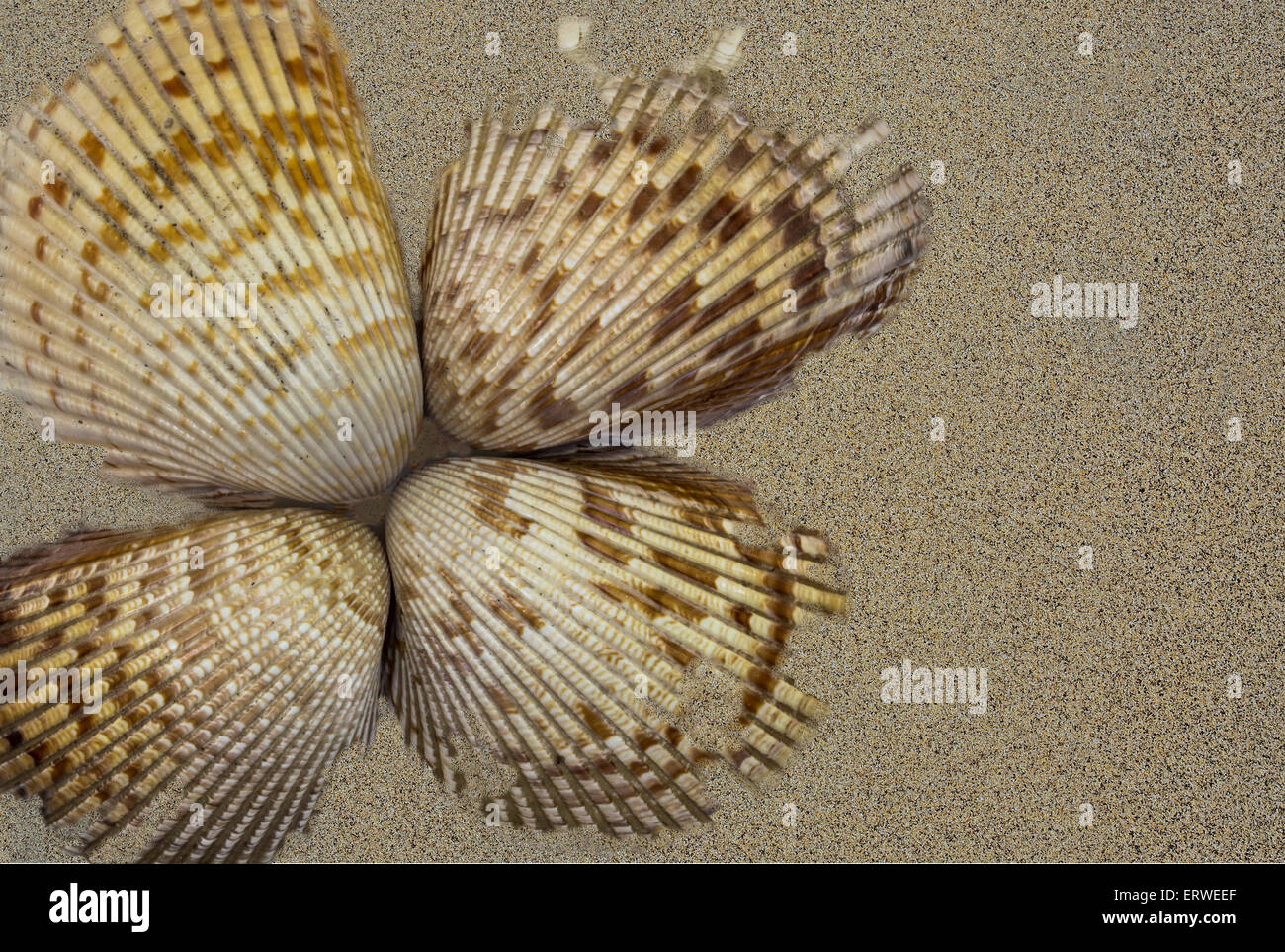 Seashells partly covered in sand at a beach Stock Photo - Alamy