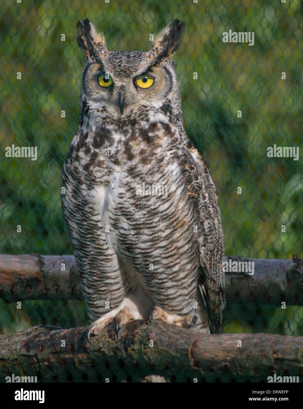 eagle owl with large ears and piercing green eye with sharp claws on ...