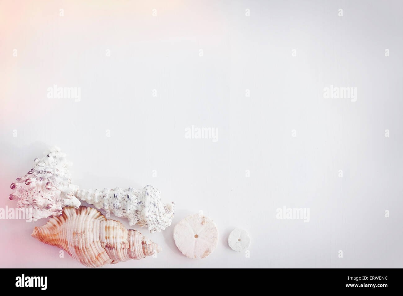 Several unique seashells on a white background with soft light Stock ...