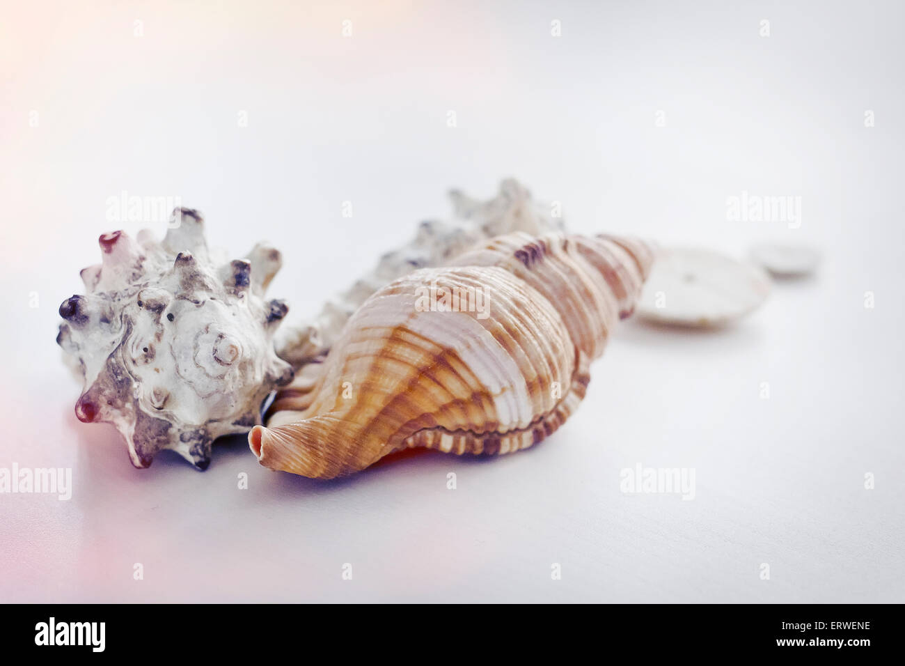 Several unique seashells on a white background with soft light Stock ...