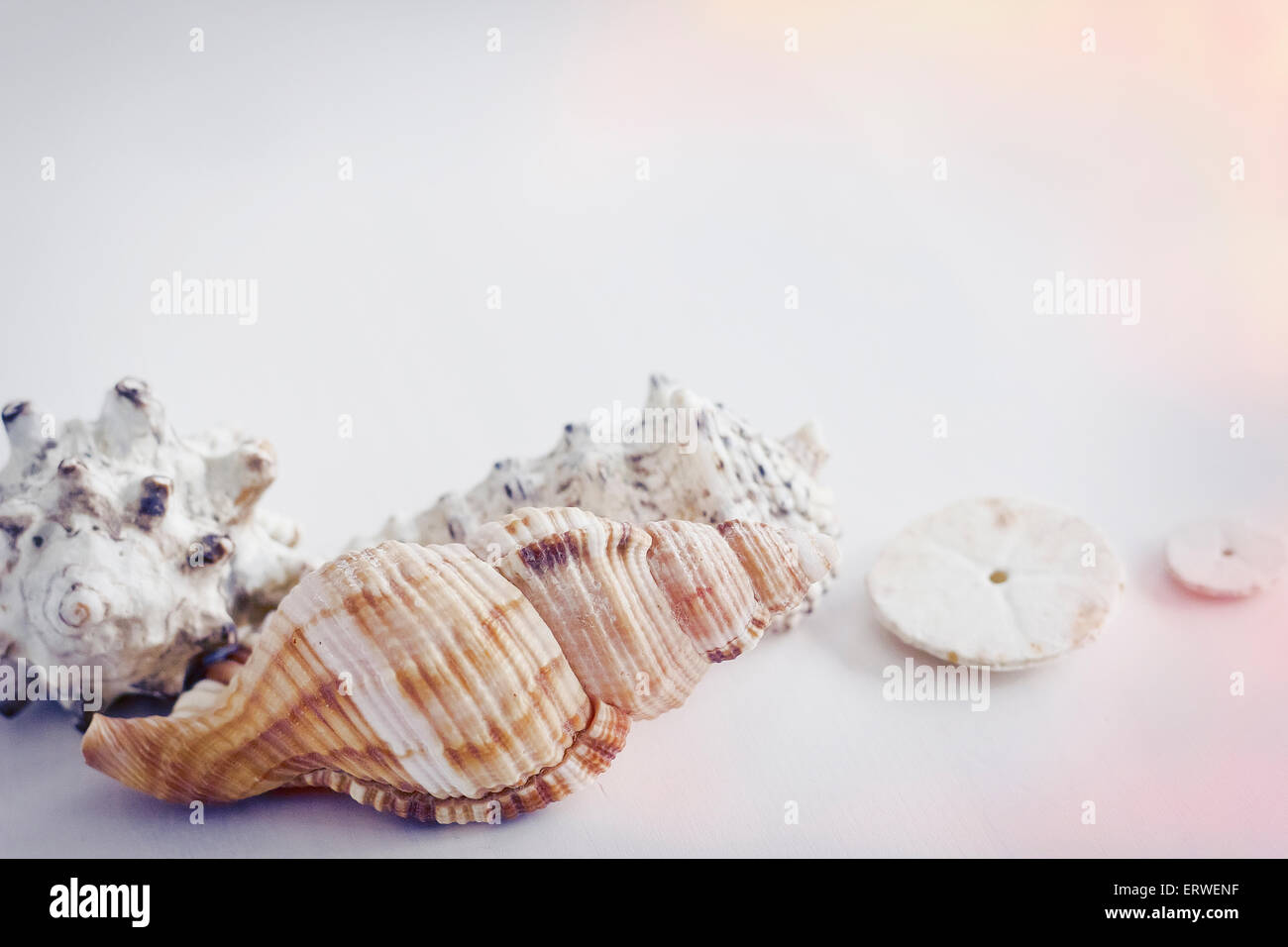 Several unique seashells on a white background with soft light Stock ...