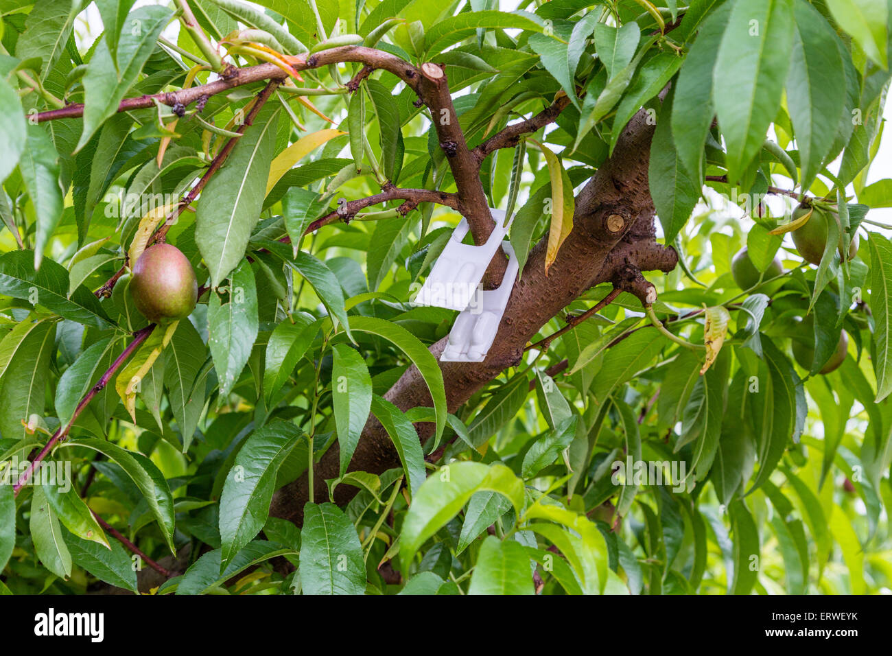The spring of peach fruits on trees planted in rows: according to ...