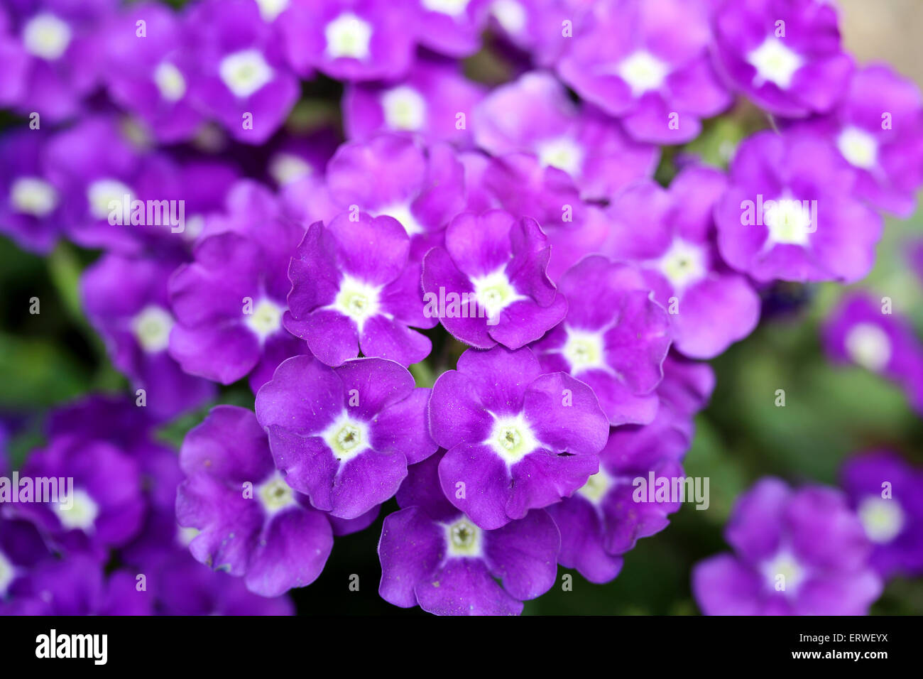 Purple verbena flower hi-res stock photography and images - Alamy