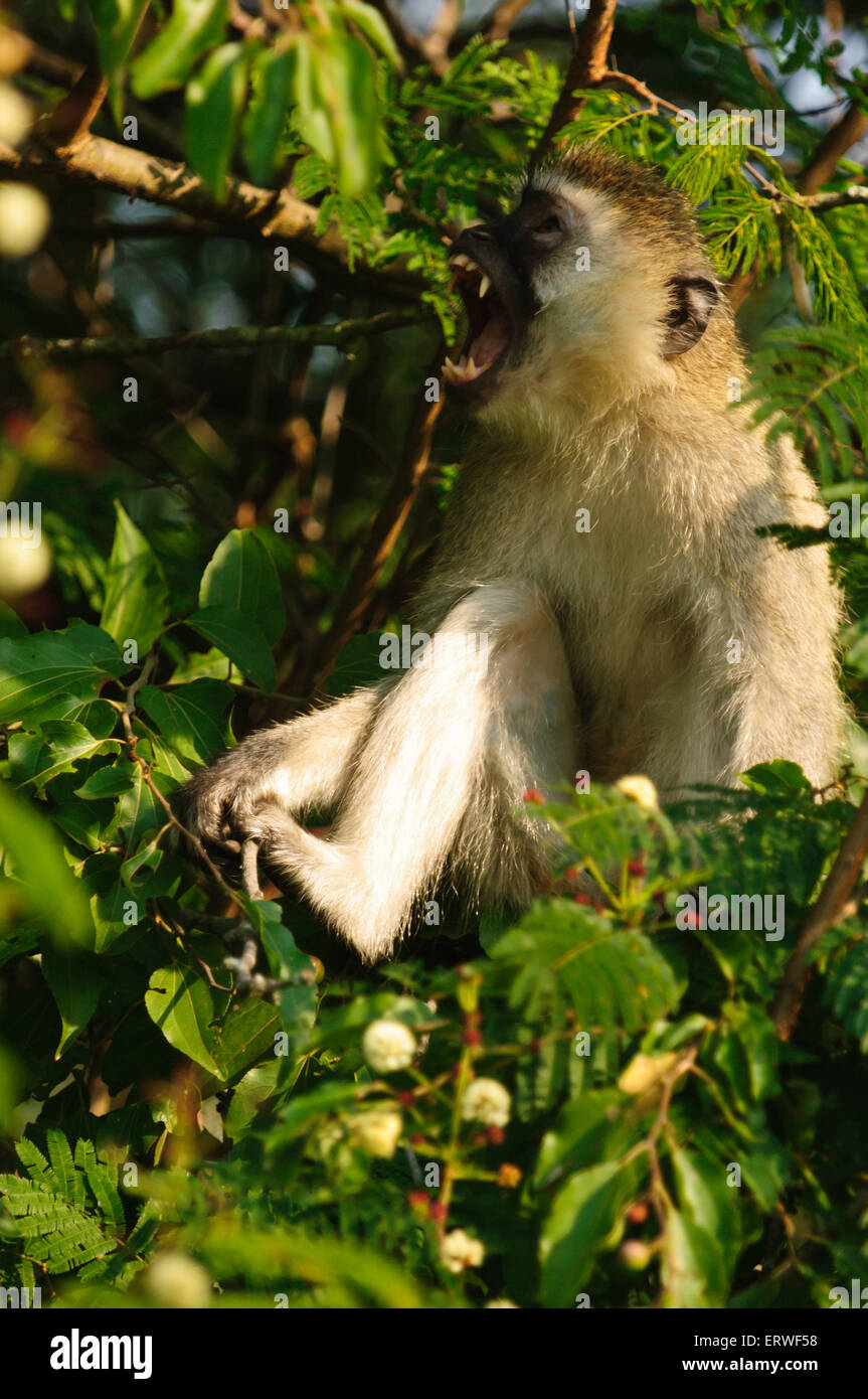 Akagera National Park, Rwanda. Vervet monkey Stock Photo - Alamy