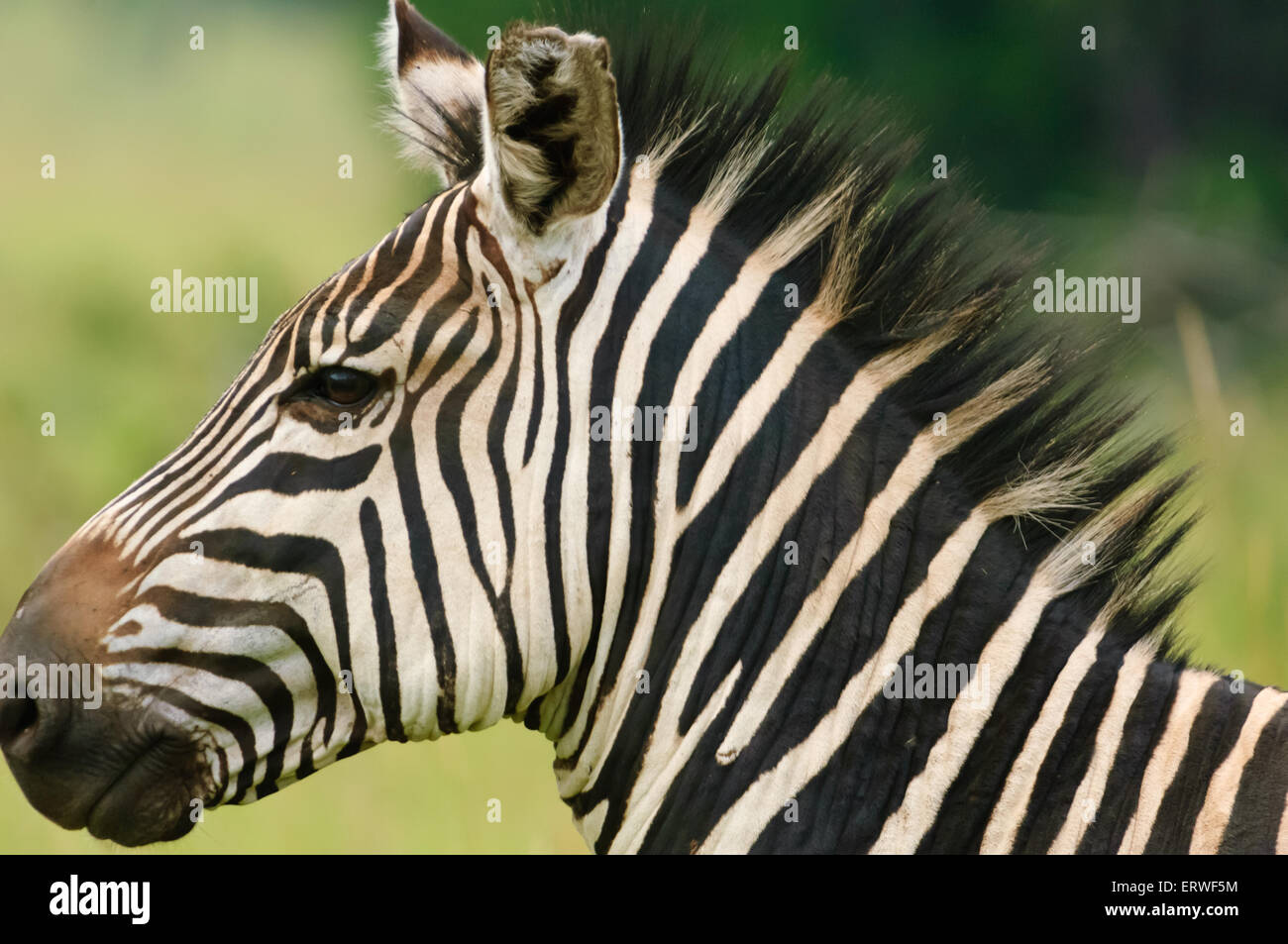 Akagera National Park, Rwanda. Head of a zebra Stock Photo - Alamy