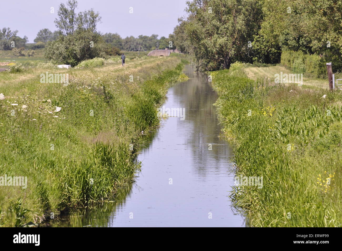 Soham Lode at Barway, south of Ely, Cambrideshire Fens Stock Photo - Alamy