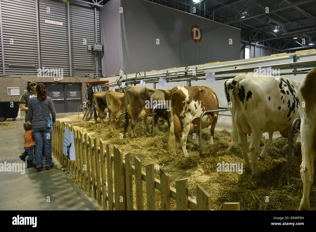 People looking at cows on display in an indoor agricultural show Stock ...