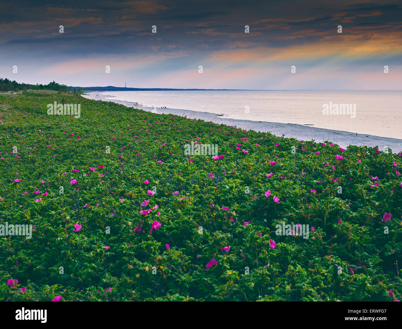 Baltic flowers hi-res stock photography and images - Alamy