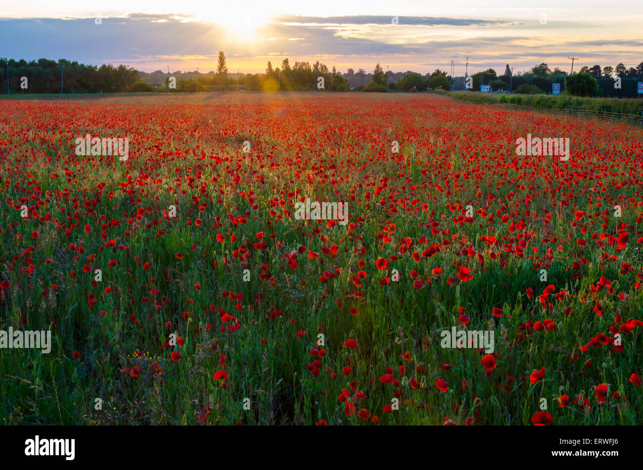 Poppy field at sunset Stock Photo - Alamy