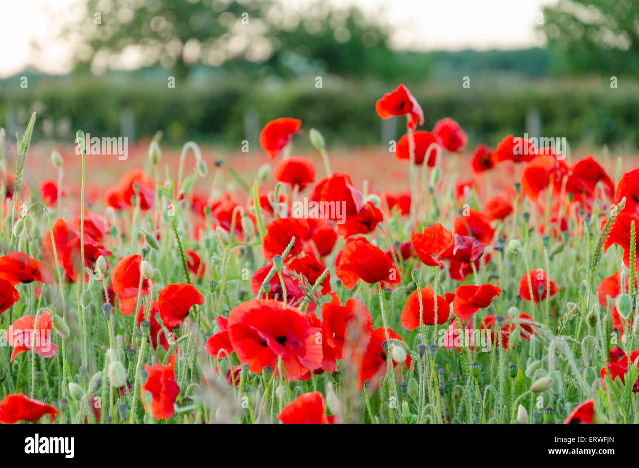 Poppy field at sunset Stock Photo - Alamy