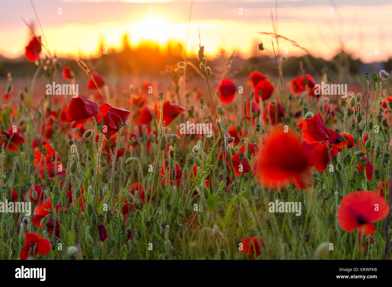 Poppy field at sunset Stock Photo - Alamy