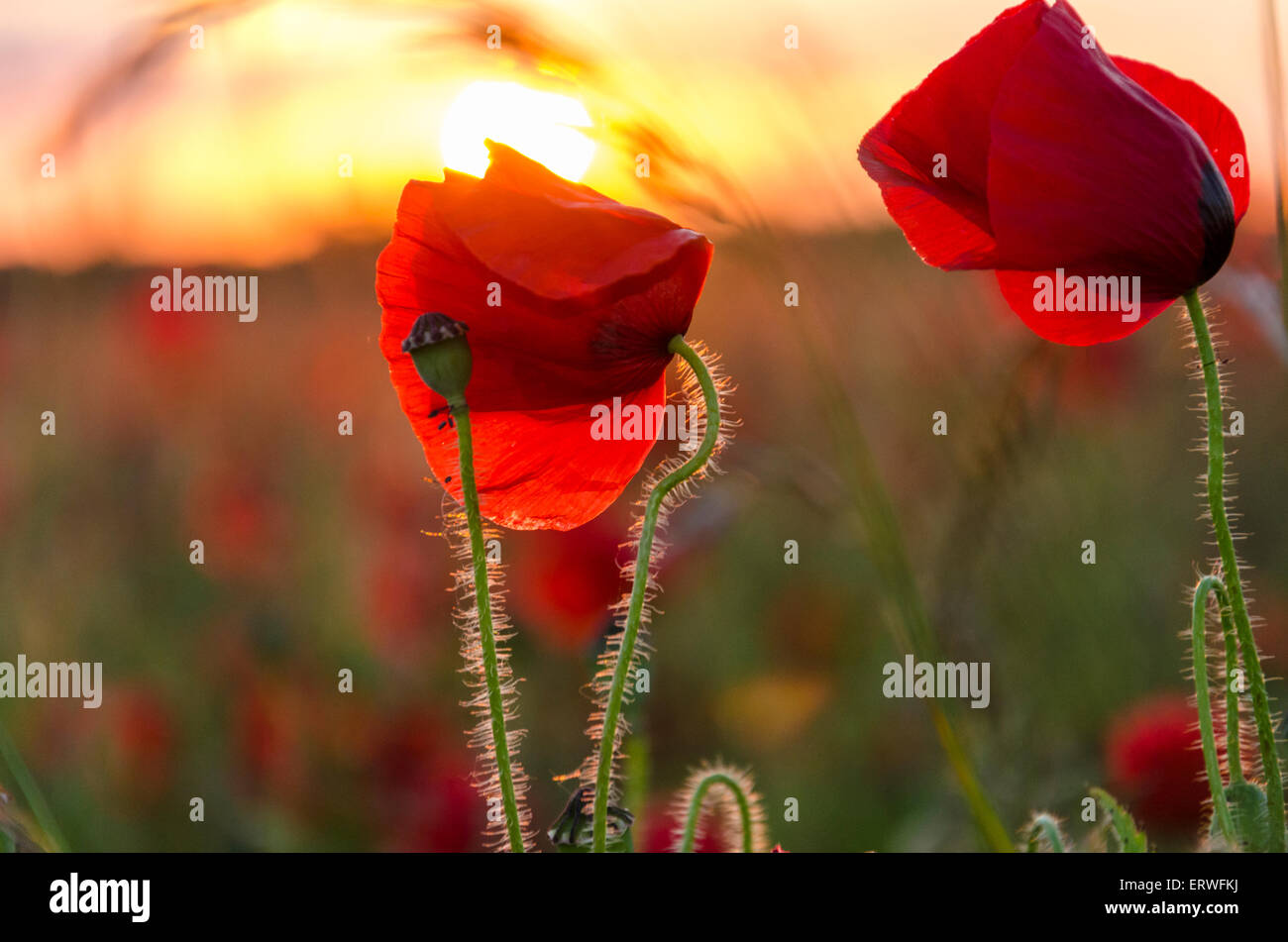 Poppy field at sunset Stock Photo - Alamy