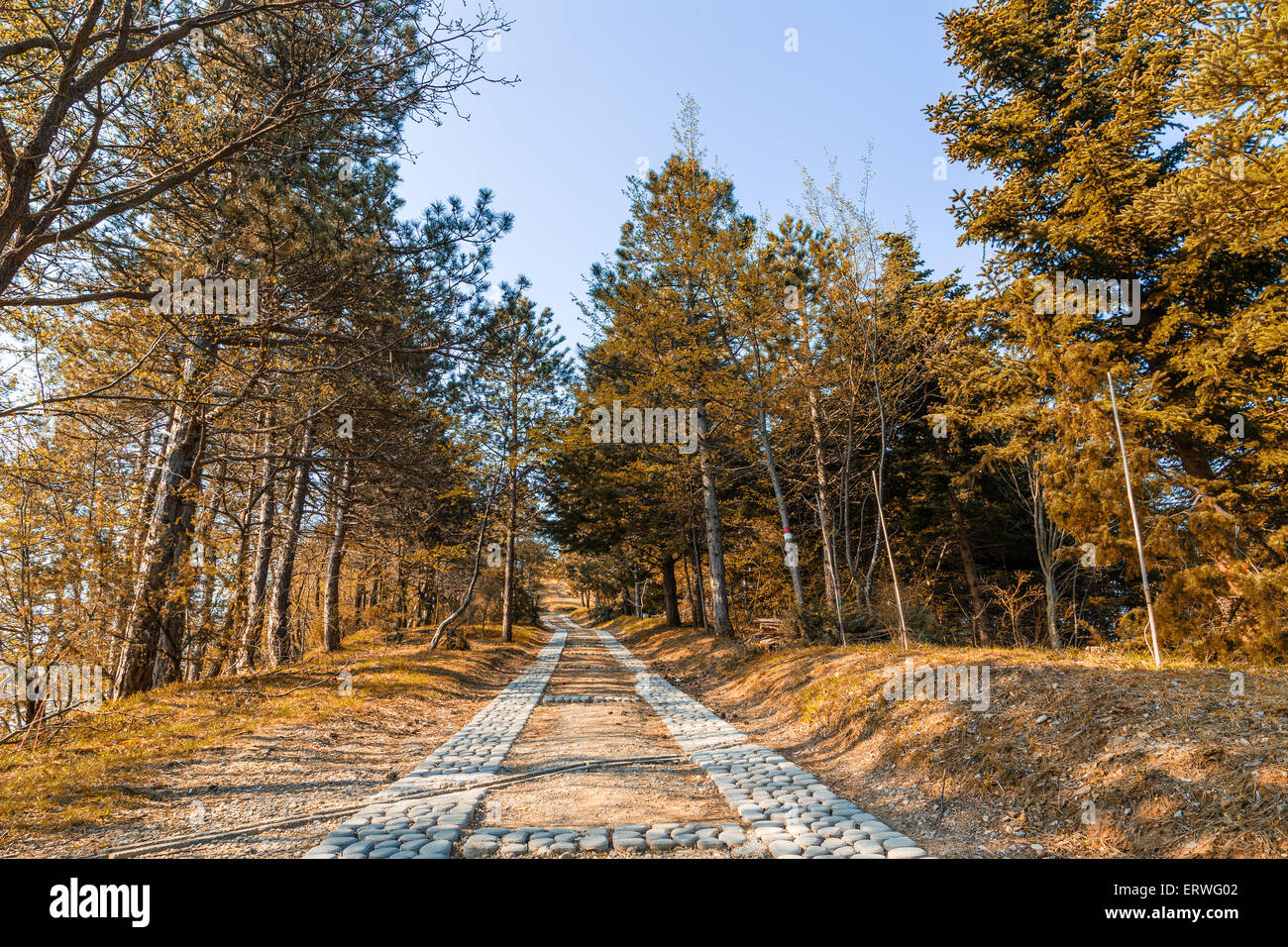 The way of nature on a path bordered by stones in the trees on the ...