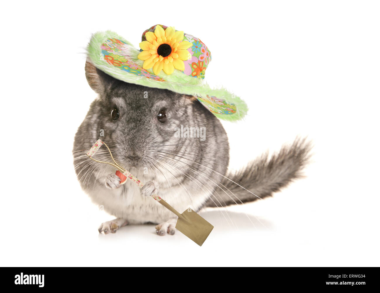 Granny funny Cut Out Stock Images & Pictures - Alamy