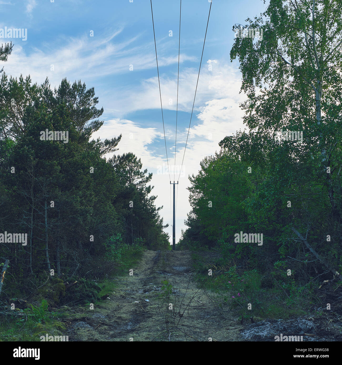 Electricity pylon forest trees hi-res stock photography and images - Alamy