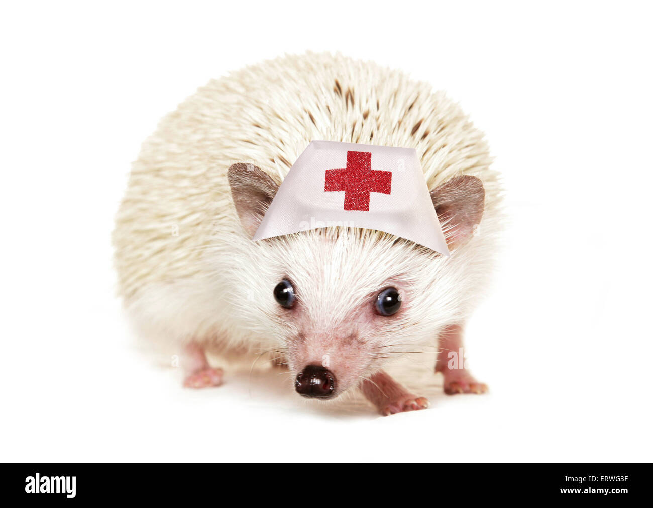 Pygmy hedgehog wearing a nurse hat cutout Stock Photo - Alamy