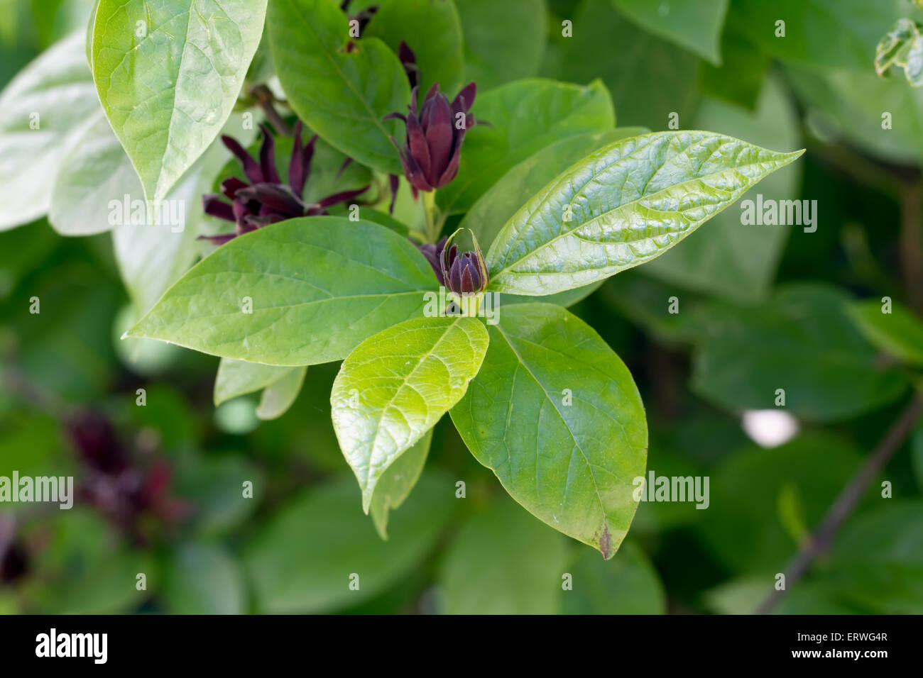 Sweetshrub (Calycanthus floridus Stock Photo - Alamy