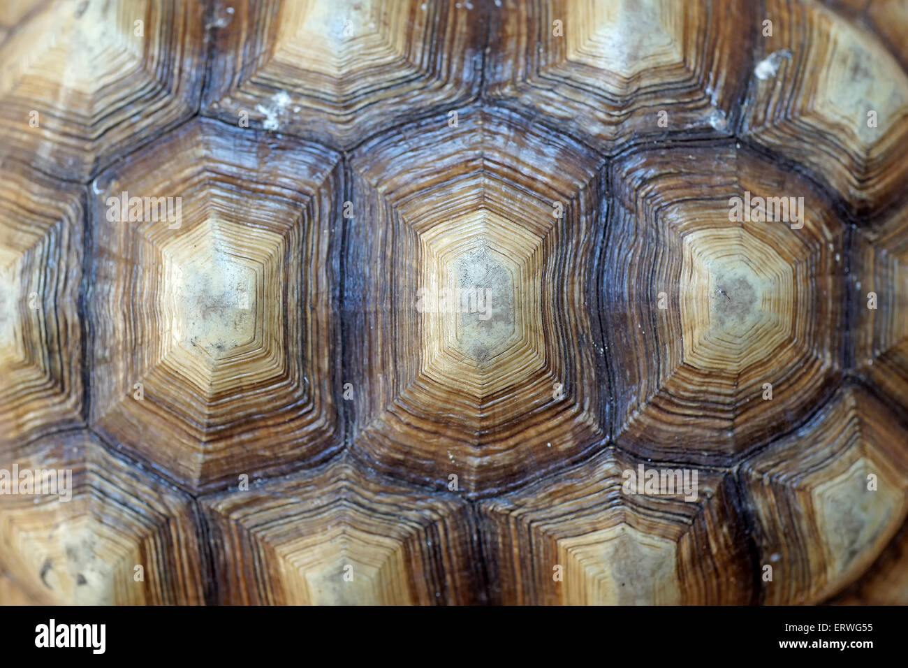 african spurred tortoise or geochelone sulcata shell as background ...