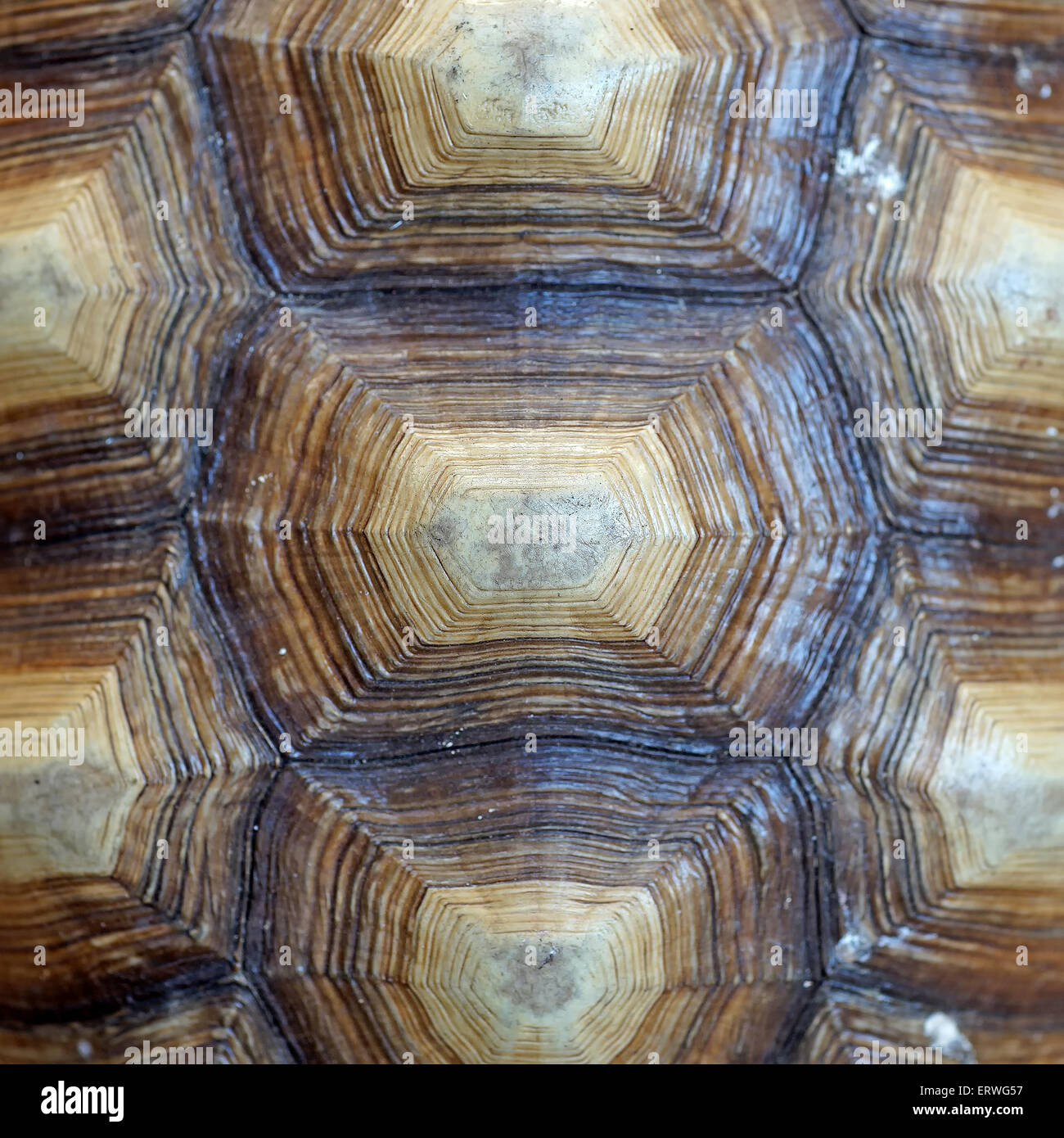 african spurred tortoise or geochelone sulcata shell as background ...